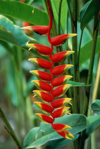 PLANTA DEL MES|CIBIOMA